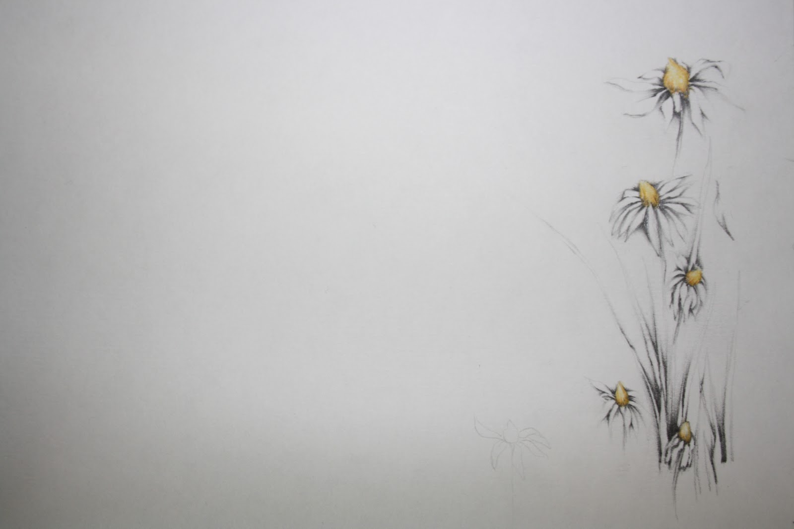 Flowers in progress: Drawings of My Daisies......