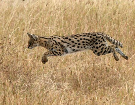 8 Jenis Kucing Yang Langka di Dunia | Nyatanya.Com