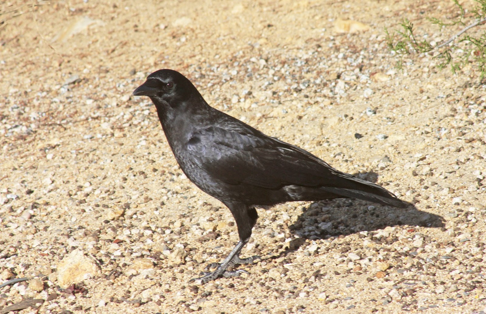Camissonia's Critter Life List: Corvus brachyrhynchos (American Crow)