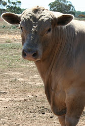 Mabelie Square Meaters Cattle Stud: Bulls