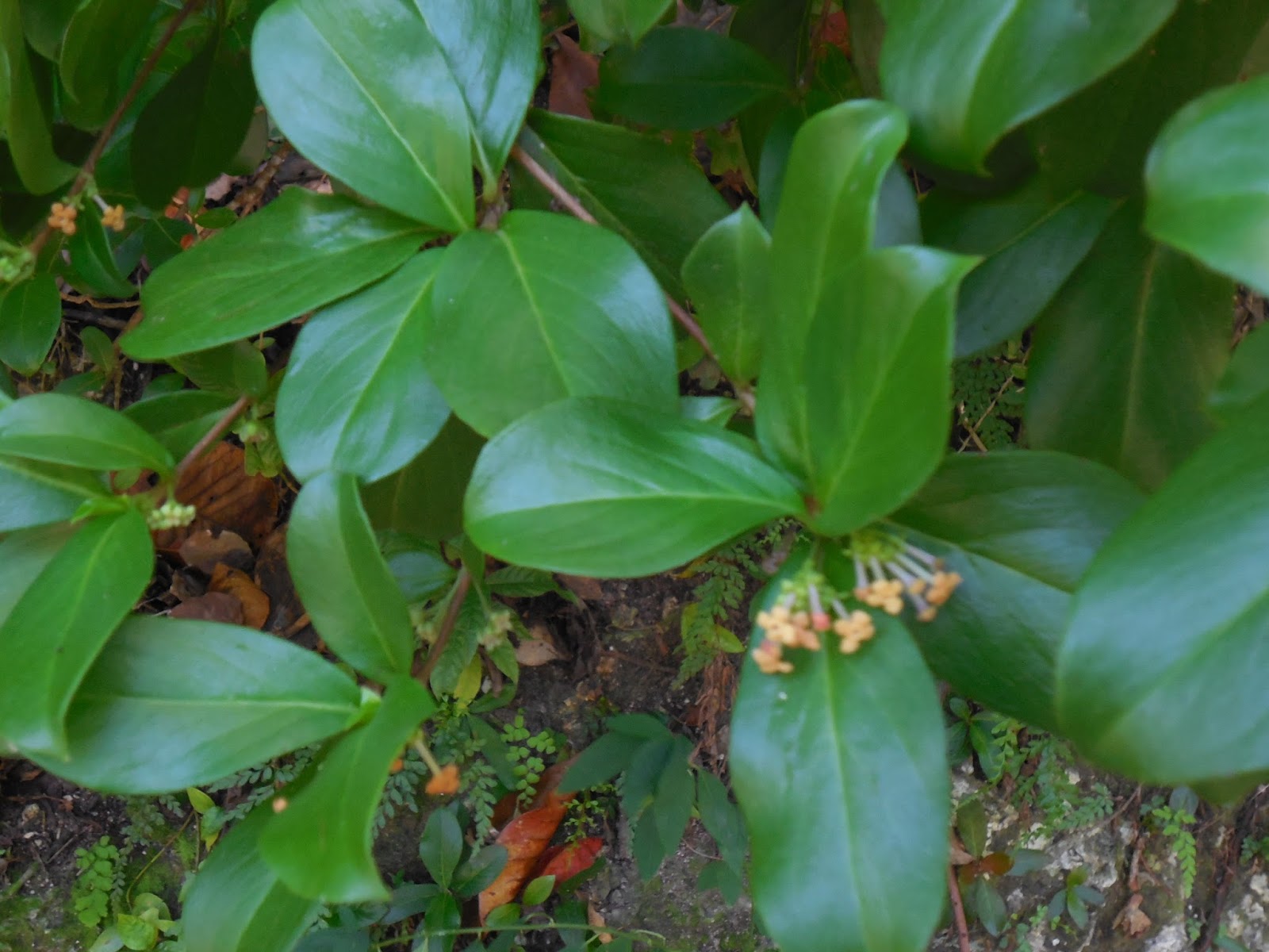 INVENTARIO DE ESPECIES EN EL SECTOR EL PASTILLO ISABELA, PUERTO RICO ...