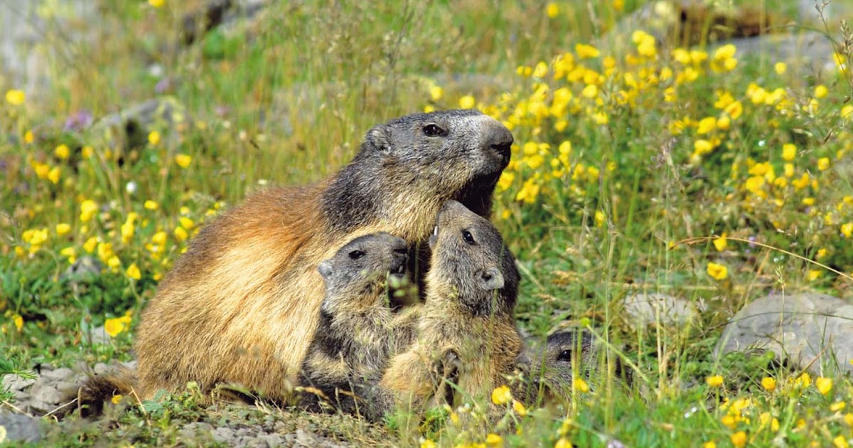 Marmotte