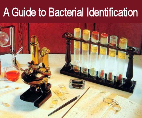 Medical Laboratory and Biomedical Science: A Guide to Bacterial ...