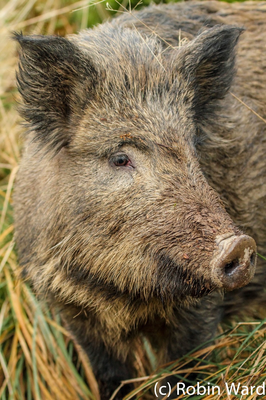 Forest of Dean Wildlife & Nature Diary: February 2013