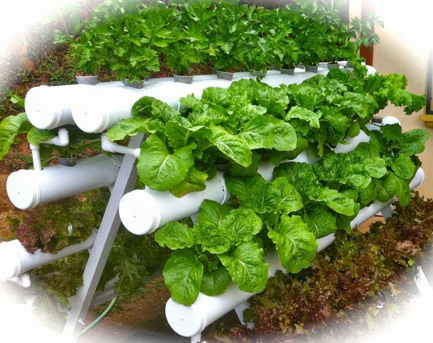 Shamgreentech: CONTOH TANAM SAYUR SECARA ORGANIC KOMERSIAL