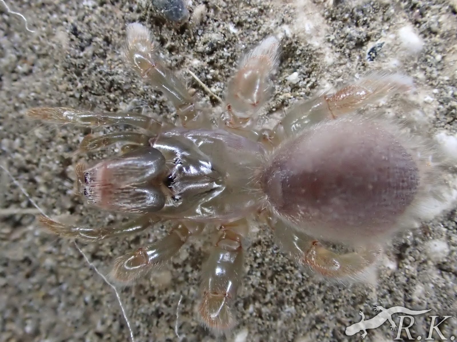 小さな隣人たちの世界: ワスレナグモ Calommata signata Karsch, 1879