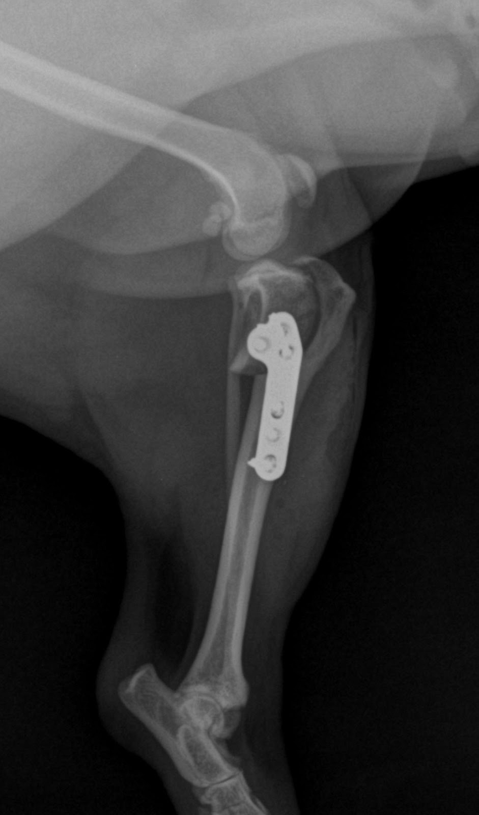Traumatologia y Cirugia Ortopedica Veterinaria: ACL rupture. Mini TPLO ...