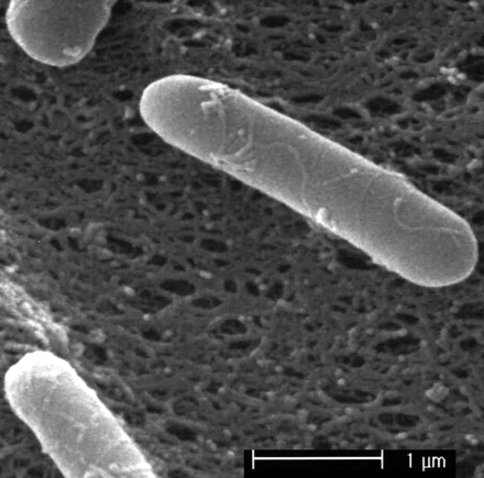 Curiosidades de la Microbiología: La Compañía de Transporte Paenibacillus