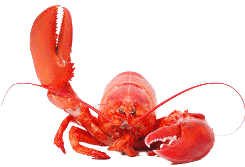 GEOGRAFI LINGKUNGAN: LOBSTER : BIOTA YANG DAPAT DIKONSUMSI