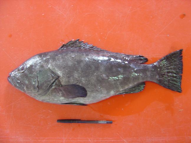 Ikan Kurapu - Grouper fish - Fish Information (INDONESIA)