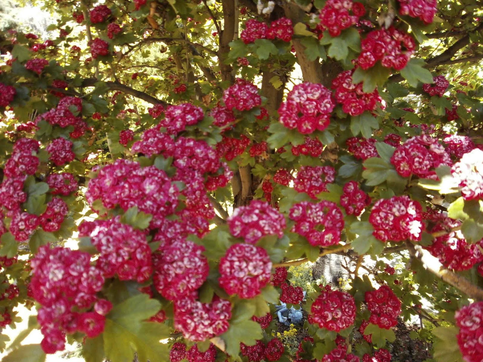 ANOTHER ARTFULL DAY: RED HAWTHORN TREE OH MY!