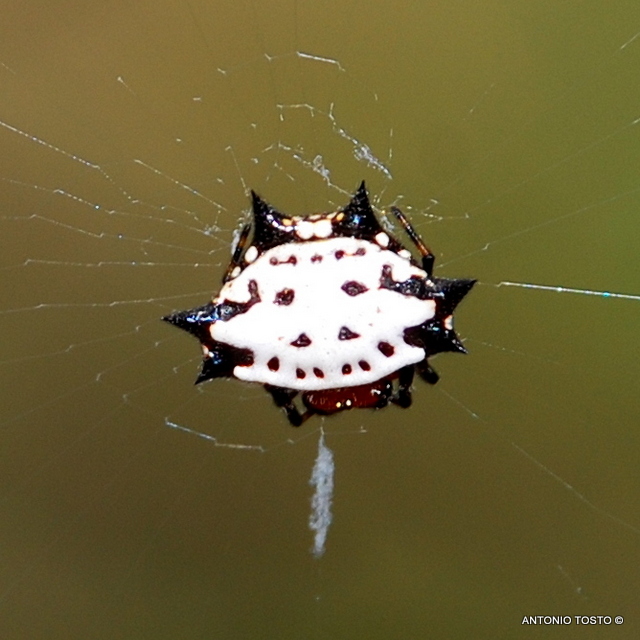 Dominican Spiders: Araneidae, Gasteracantha cancriformis