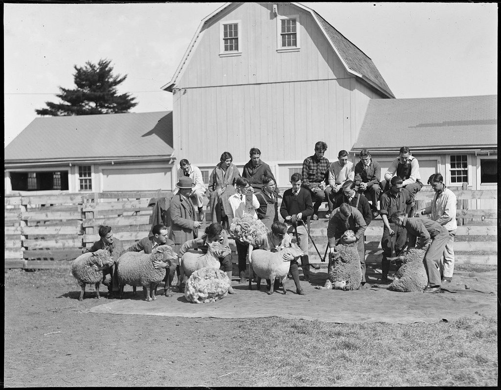 34 Fantastic Photos Capture Farm and Domestic Life of Boston from ...