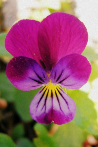 Kewmarnic Cottage Cookbook: Scrumpy Scroodles