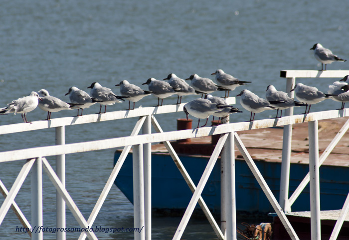 In linii mari: Pasari