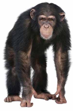 Mengenal Spesies Simpanse - Vidhian Jaya