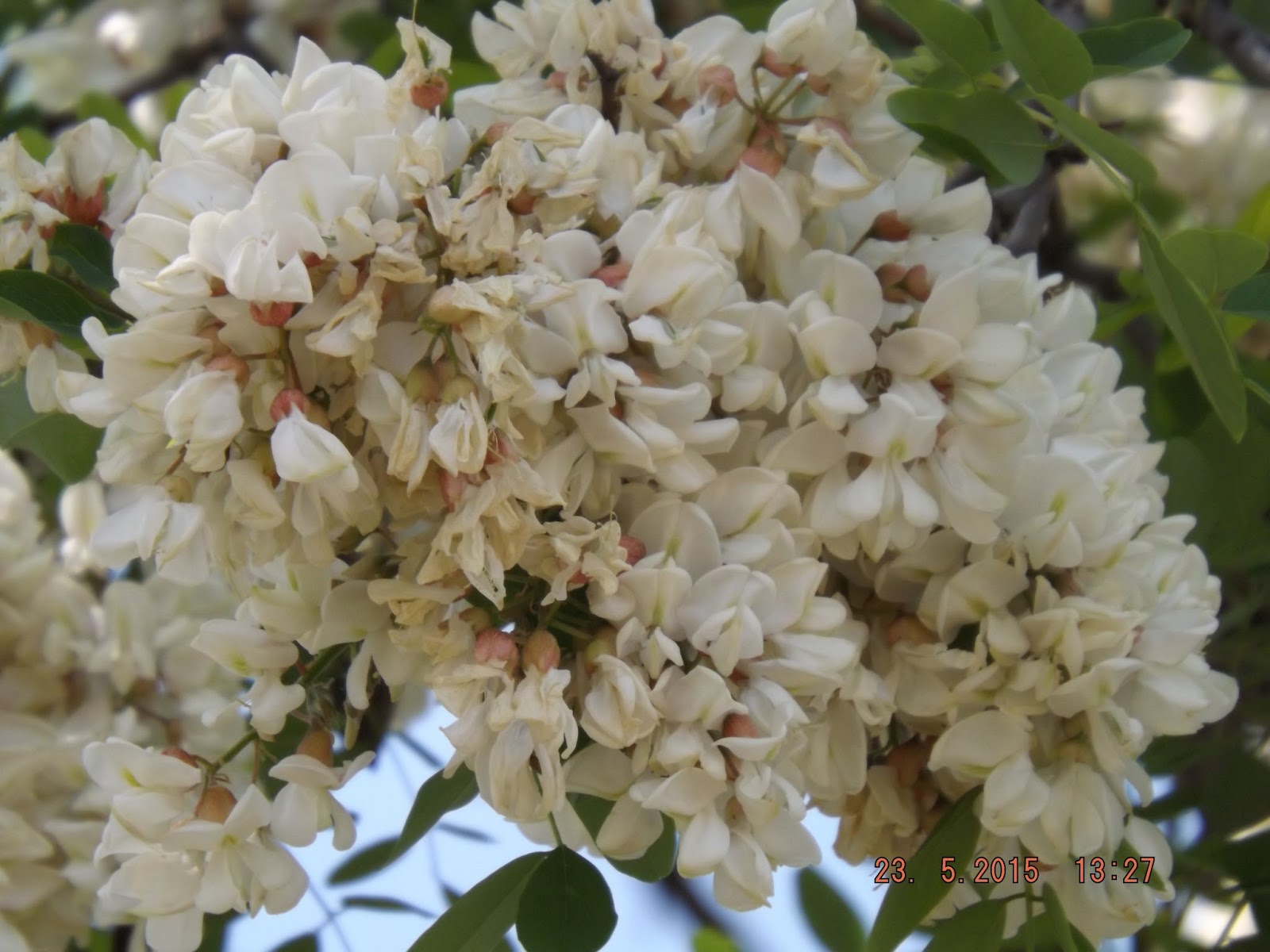 IUBESC NATURA: FLORI DE SALCAMI