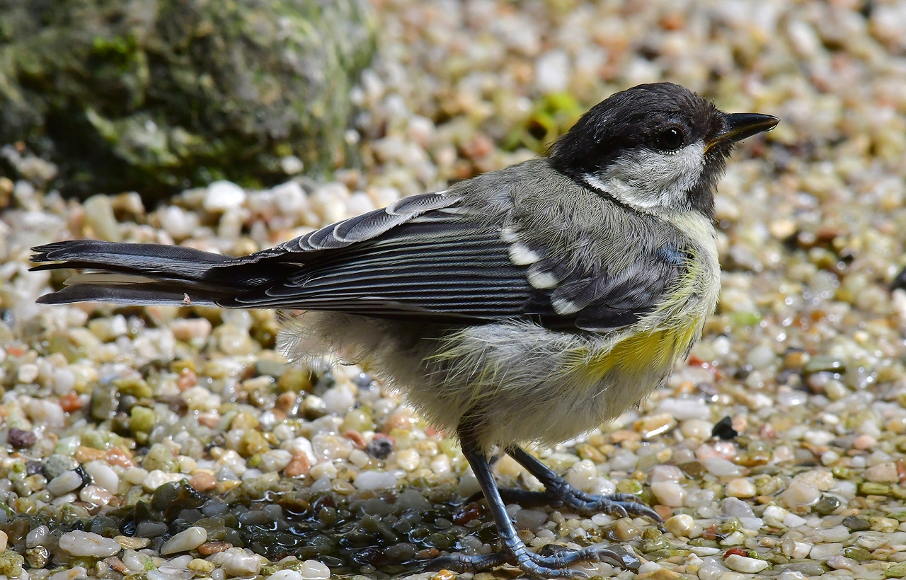 Jozef van der Heijden - Natuurfotografie: De Koolmezen genieten van de zon