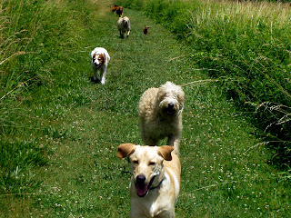 hikewithyourdog: Lorimer Nature Preserve