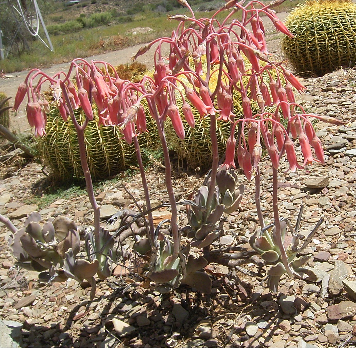 Cotyledon undulata - Alchetron, The Free Social Encyclopedia