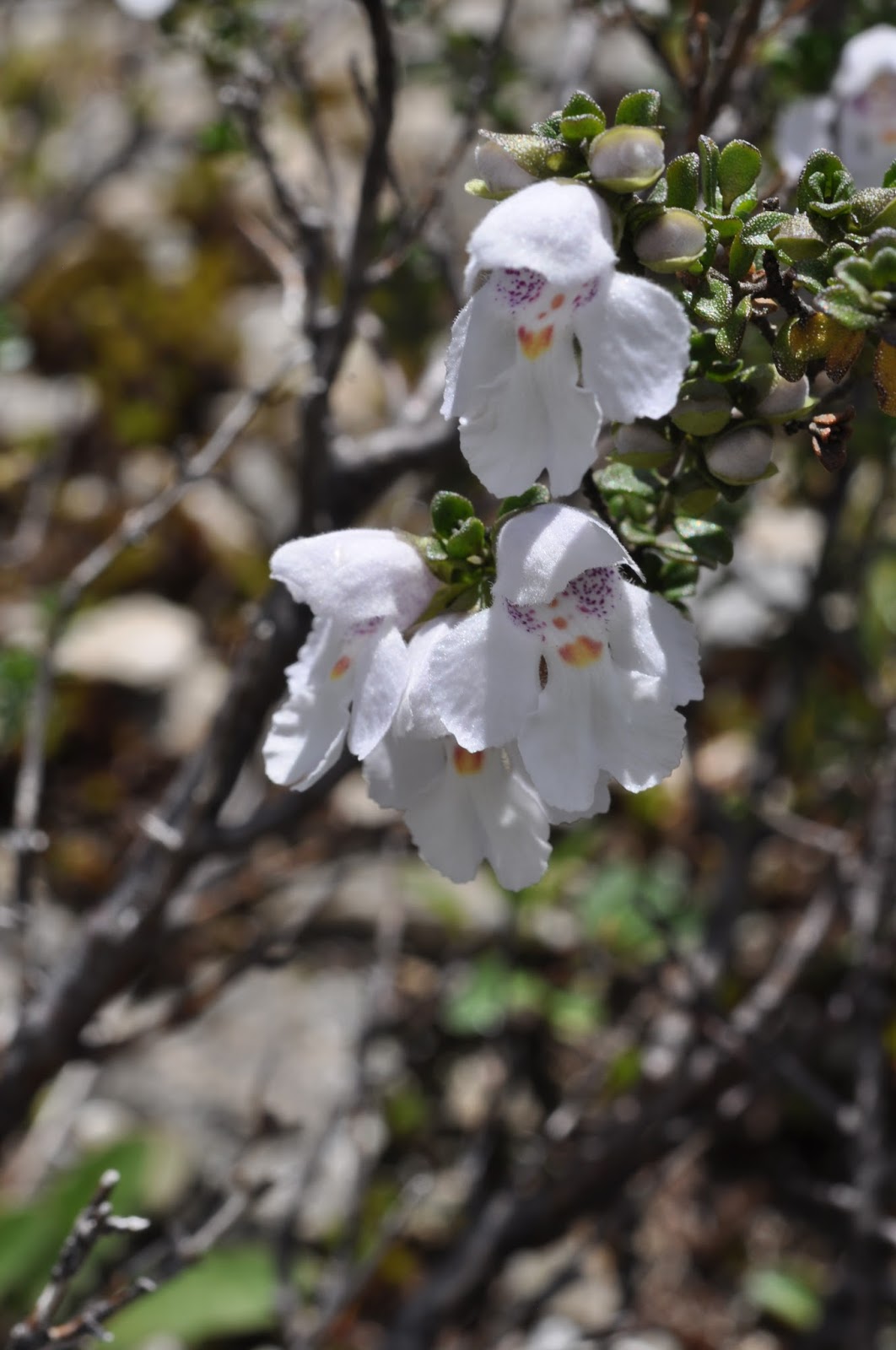 Alpine Garden Society Victorian Group: Kosciusko Alpine Plants.
