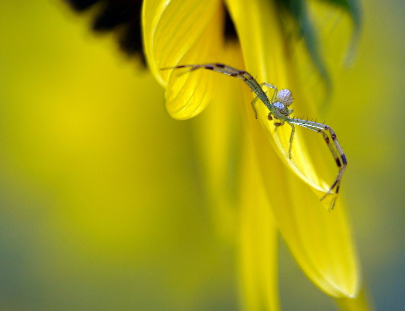 A Life Inspired by Nature: Sunflower - spiders