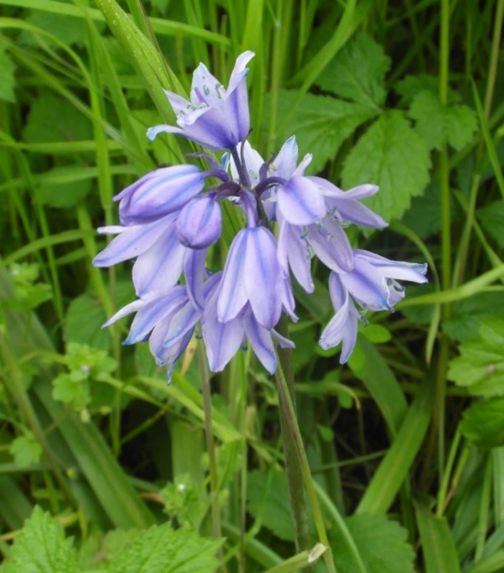Trees Planet: Hyacinthoides hispanica - Spanish Bluebell