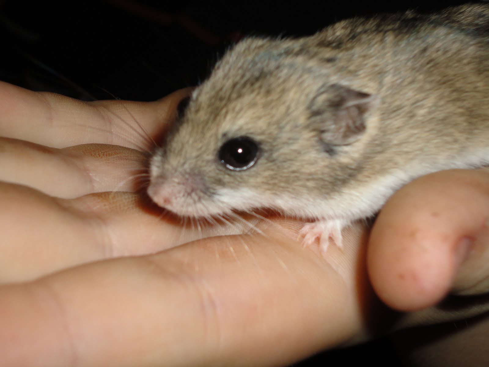 Revelations by a 40-Something Mom: Sushi, the Chinese Dwarf Hamster