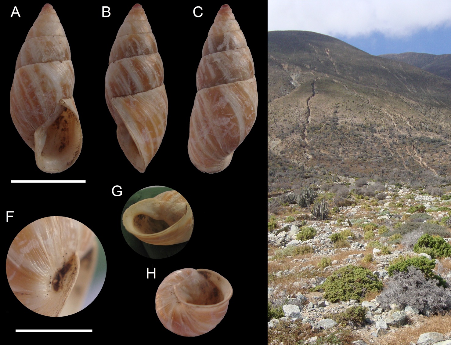 Species New to Science: [Mollusca • 2017] Scutalus chango • A New ...