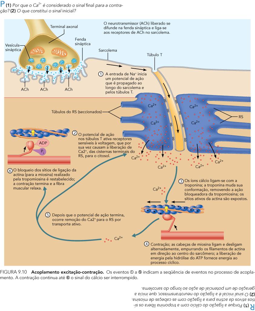 junção neuromuscular - wood scribd braxin