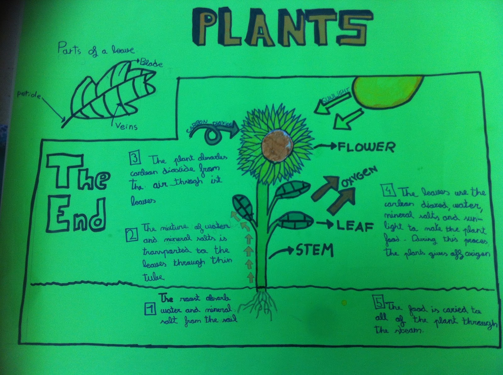 Some of the Projects Class 4 How plants make their own food