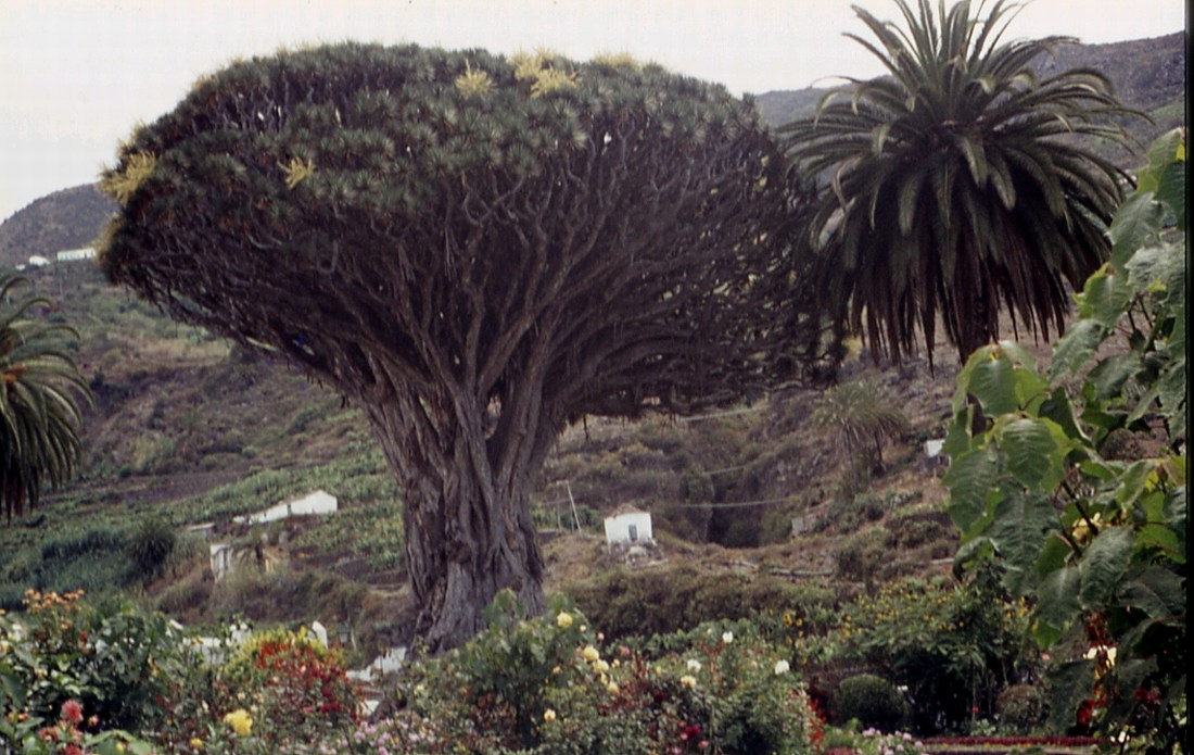 Lanzarote on Foot: Lanzarote Trees