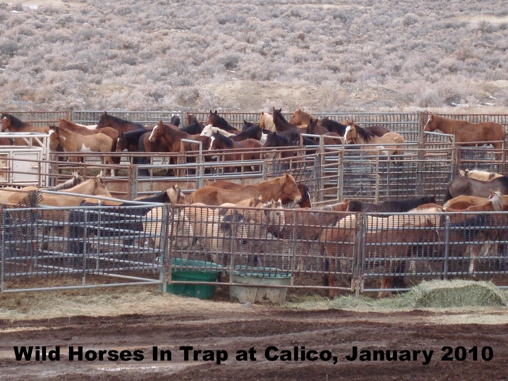 Save the Mustangs: The Truth About the BLM's Myths and Facts