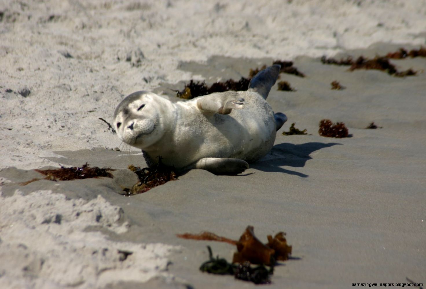 Cute Real Sea Animals | Wallpapers Gallery