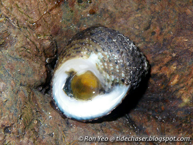 tHE tiDE cHAsER: Top Shells (Phylum Mollusca: Family Trochidae) of ...