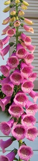 Growing Hermione's Garden: Digitalis purpurea - Purple Foxglove
