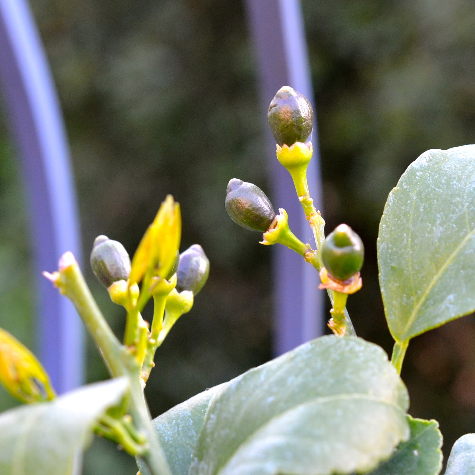 Veggie with a Cause: Not your average salad