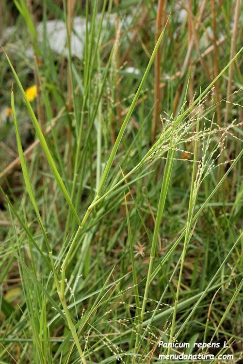 Menuda Natura: Panicum repens L.