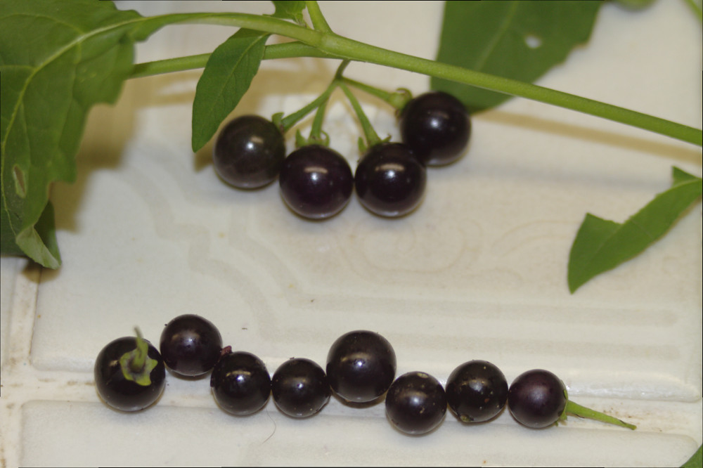Small round black berries at bottom, larger round black berries at top.