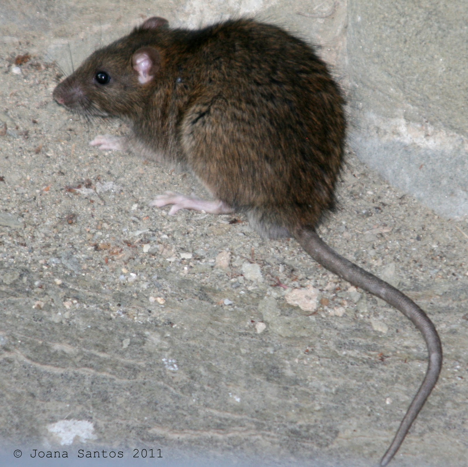 Animalia zoom: Ratazana- Rat (Rattus norvegicus )