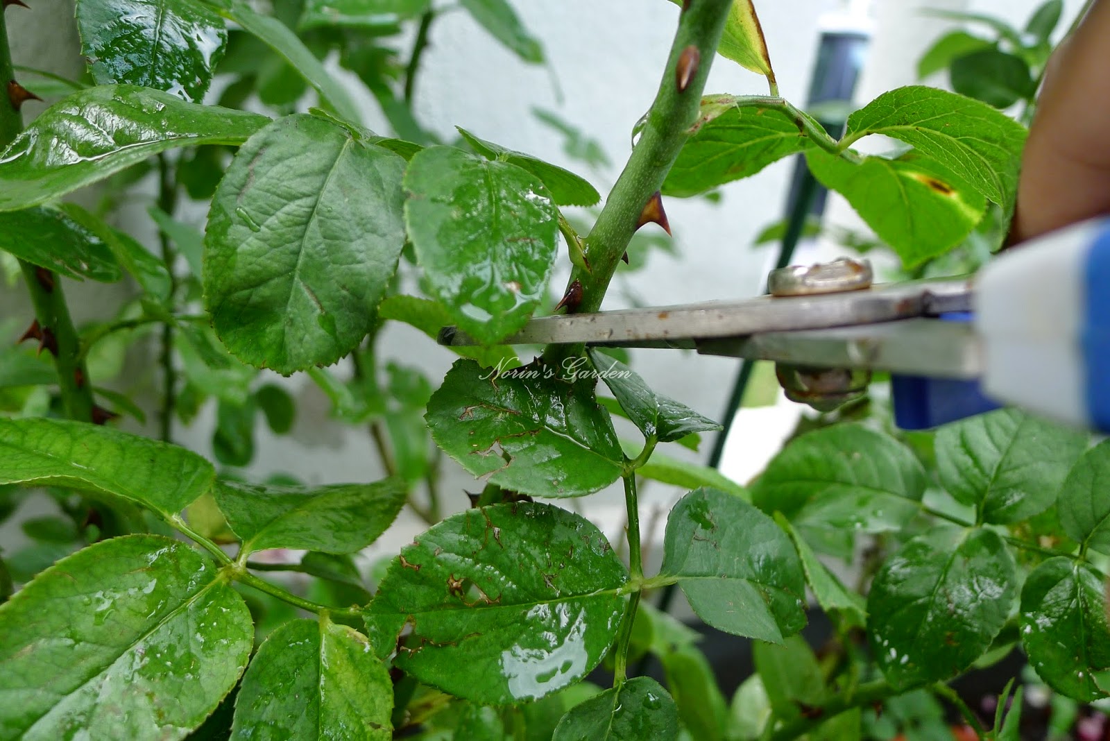 All About Norin's Garden: Cara mencantas pokok bunga ros