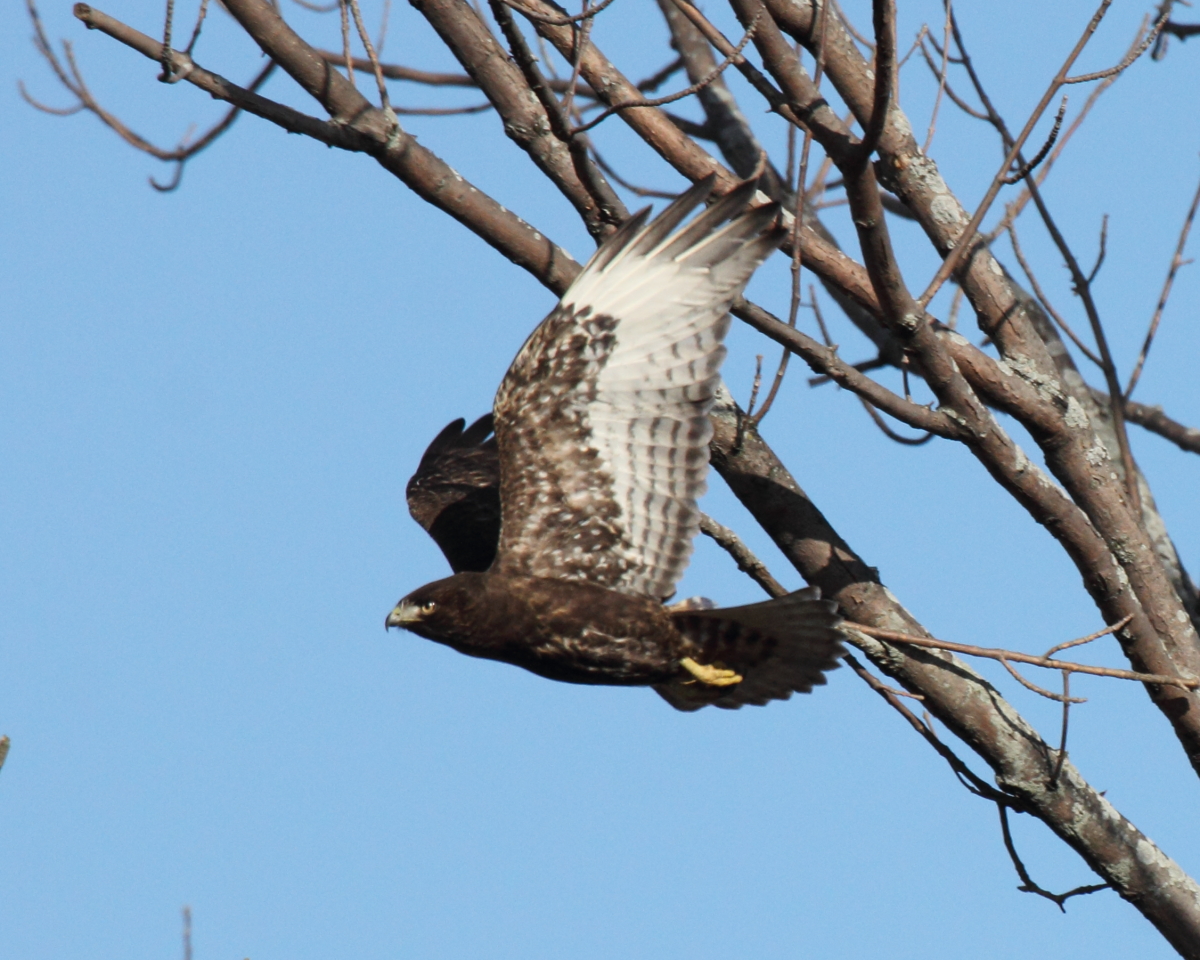 The Nomadic Naturalist: Dark morph Red-tailed Hawk in Ontario