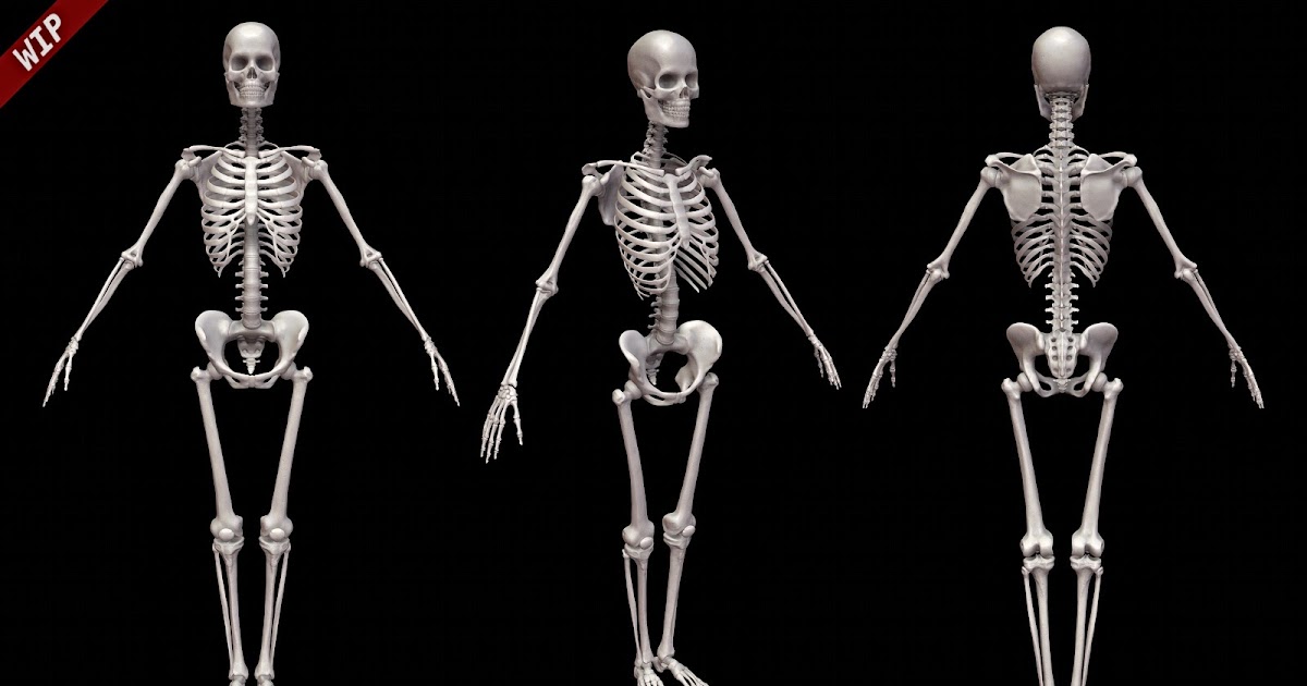 Observational Drawing: Skeleton Drawing: Reference Images