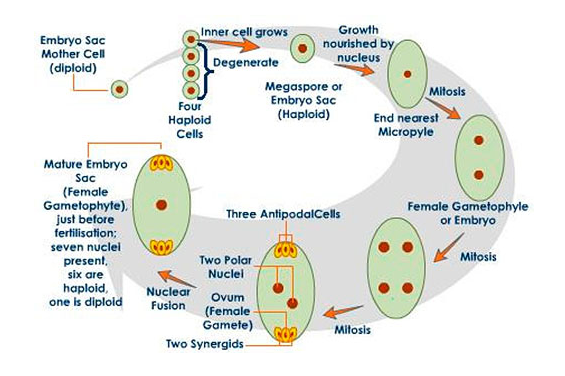 #129 Gametogenesis | Biology Notes for A level