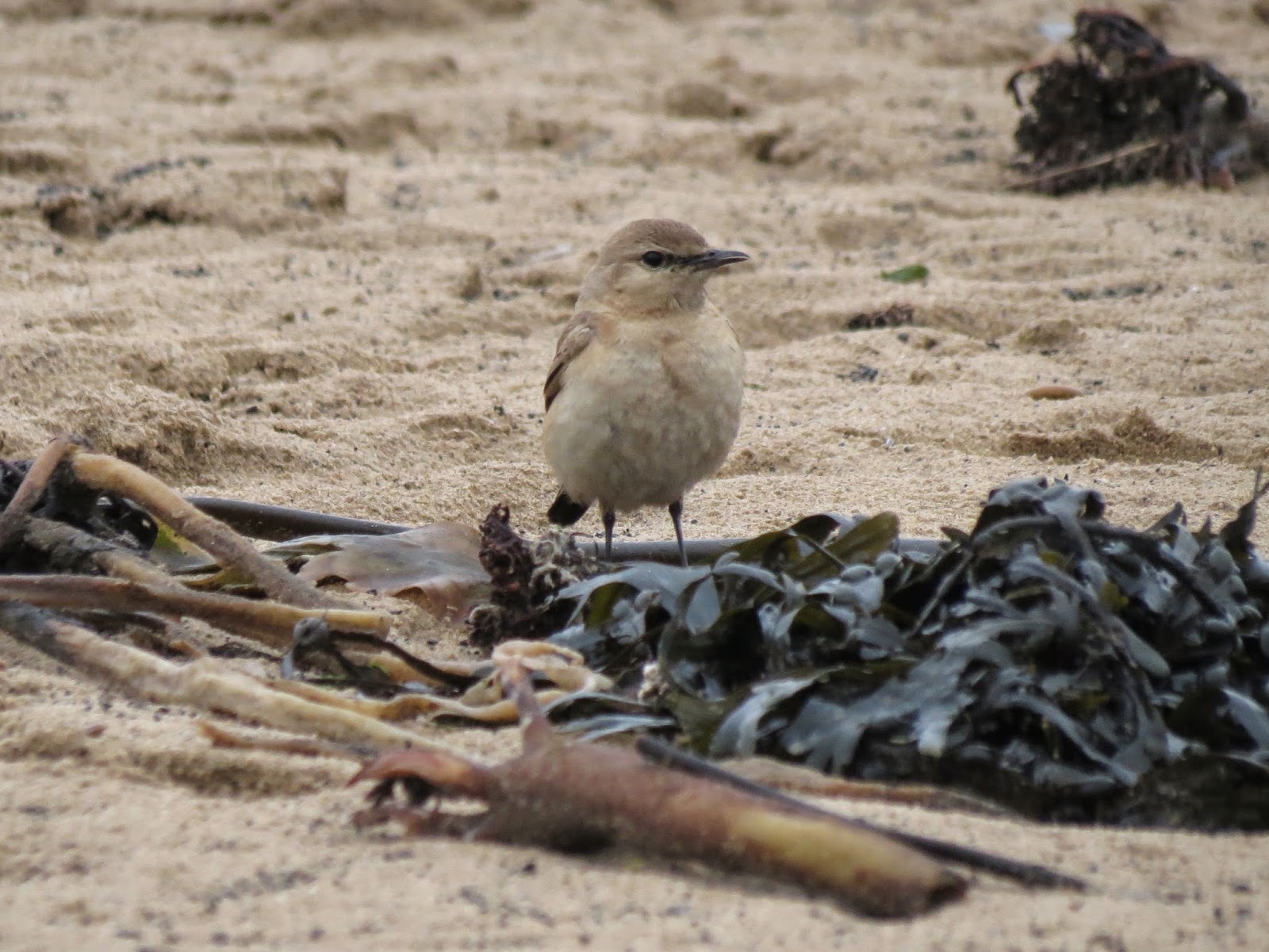 BRITISH BIRDING ASSOCIATION: 2014