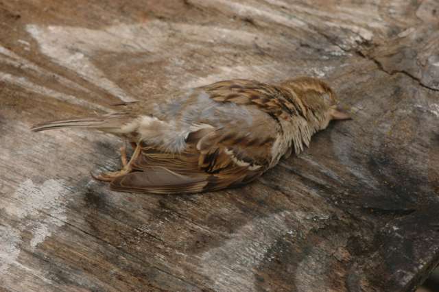 The Nature of Robertson: 2012