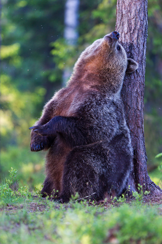 View From The Northern Wall: Itchy Condition - Reprise