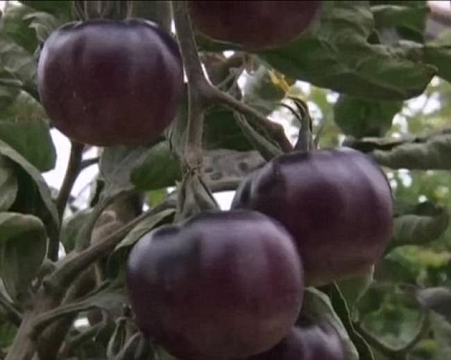GREEN PLANET FREE: ΕΡΧΕΤΑΙ Η ΜΑΥΡΗ ΝΤΟΜΑΤΑ...