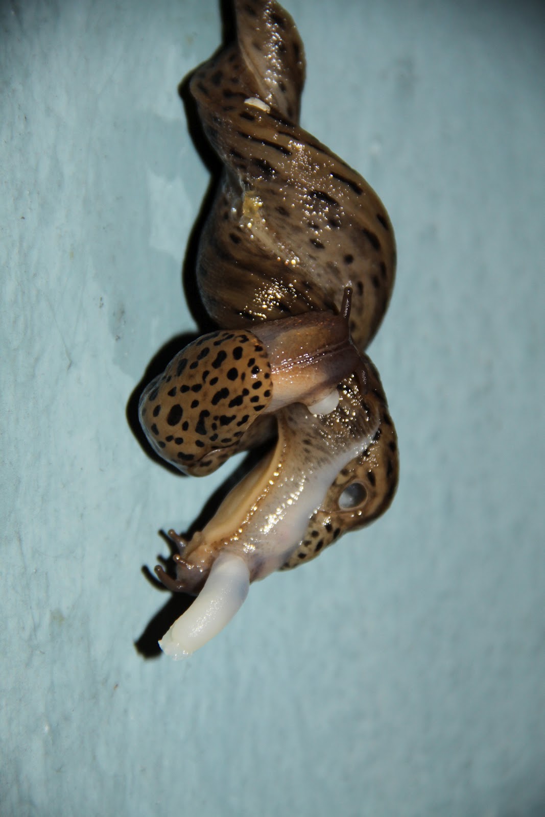 RadhusLiv - i och utanför radhuset...: Parande Leopardsniglar! / Mating ...