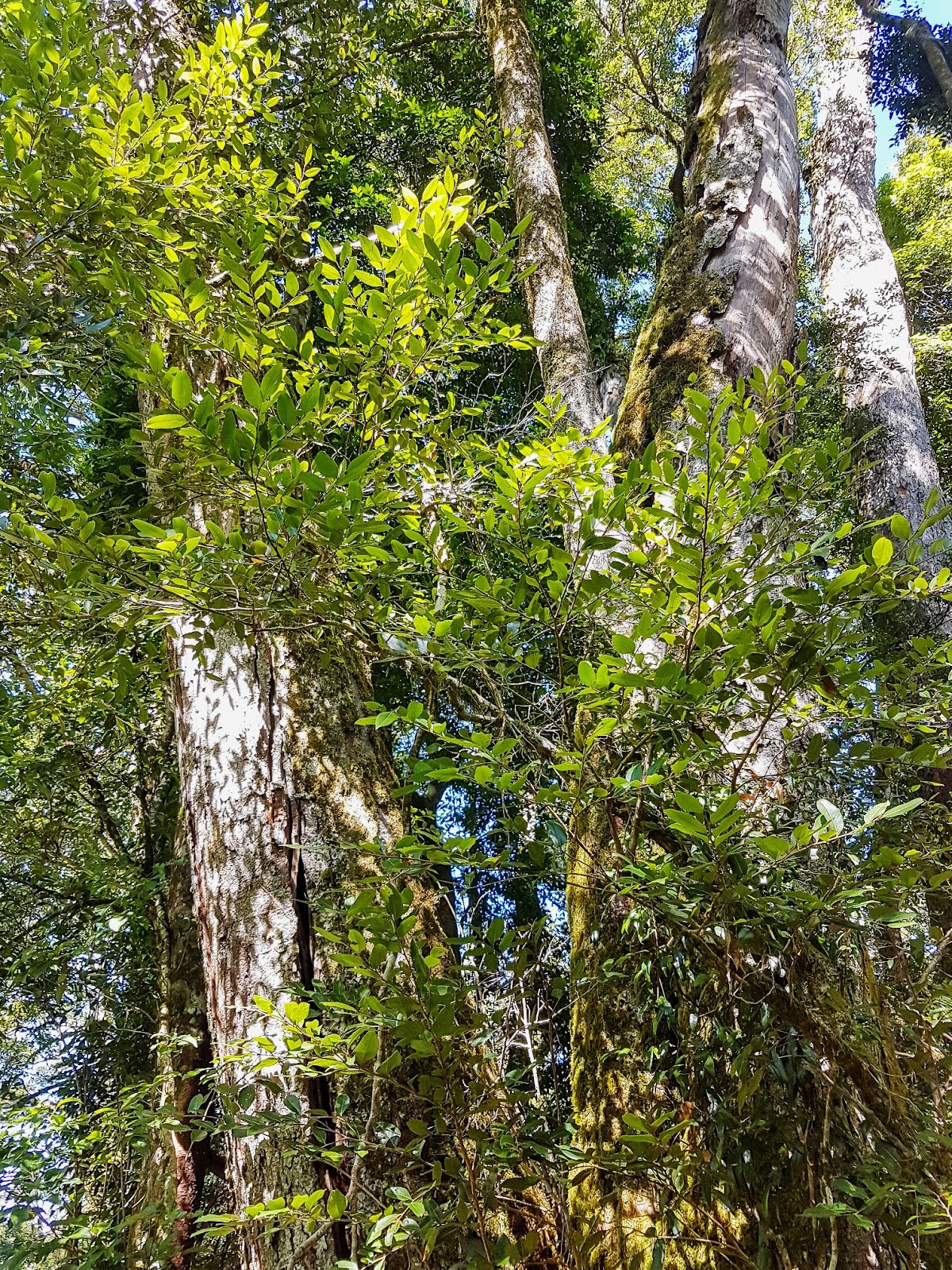 National Park Odyssey: Tweed Range Scenic Drive, Wildlife and Walks in ...